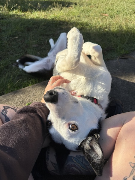 Pippy | RSPCA Adopt a pet