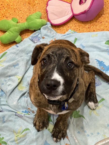 Diesel | RSPCA Adopt a pet