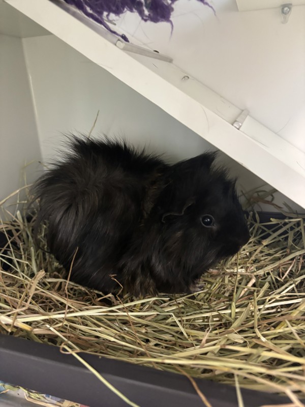 Rick | RSPCA Adopt a pet