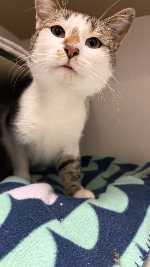 Scott | RSPCA Adopt a pet