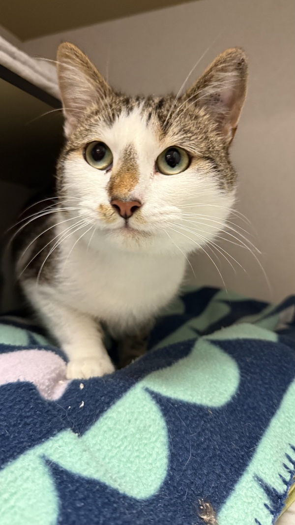 Scott | RSPCA Adopt a pet