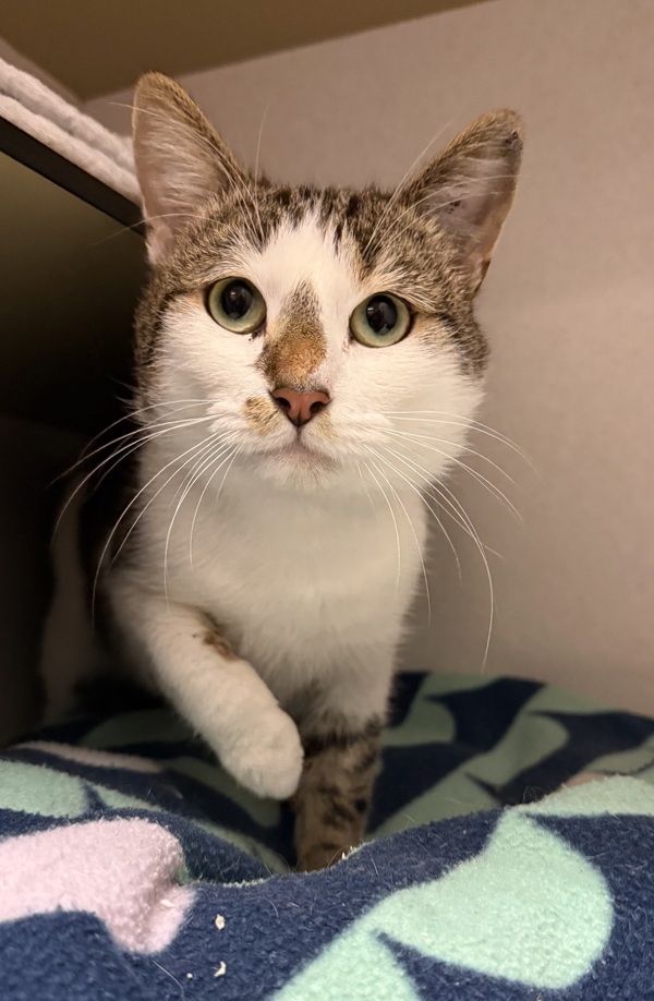 Scott | RSPCA Adopt a pet