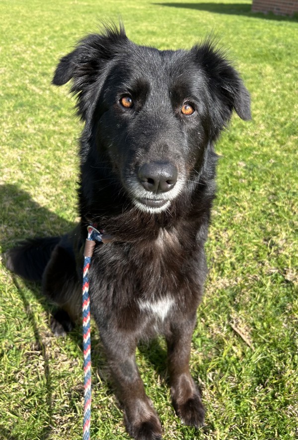 Chiky | RSPCA Adopt a pet