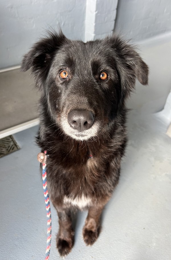 Chiky | RSPCA Adopt a pet