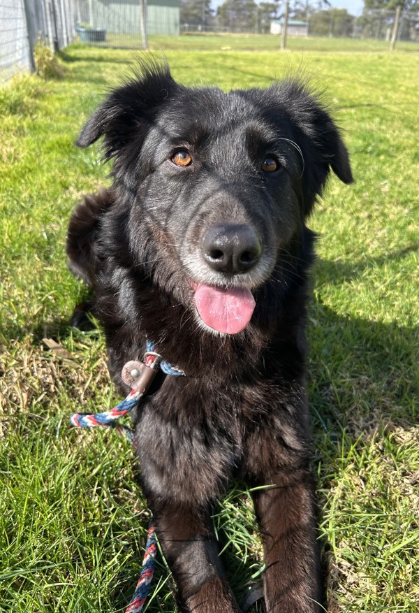 Chiky | RSPCA Adopt a pet