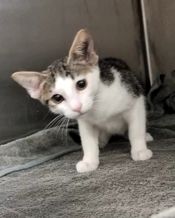 Matilda | RSPCA Adopt a pet