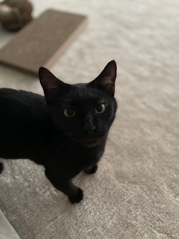 Kofi | RSPCA Adopt a pet