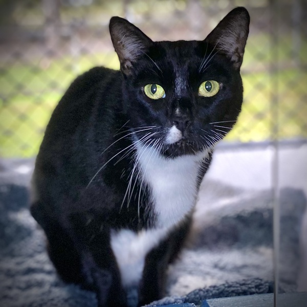 Jacko | RSPCA Adopt a pet