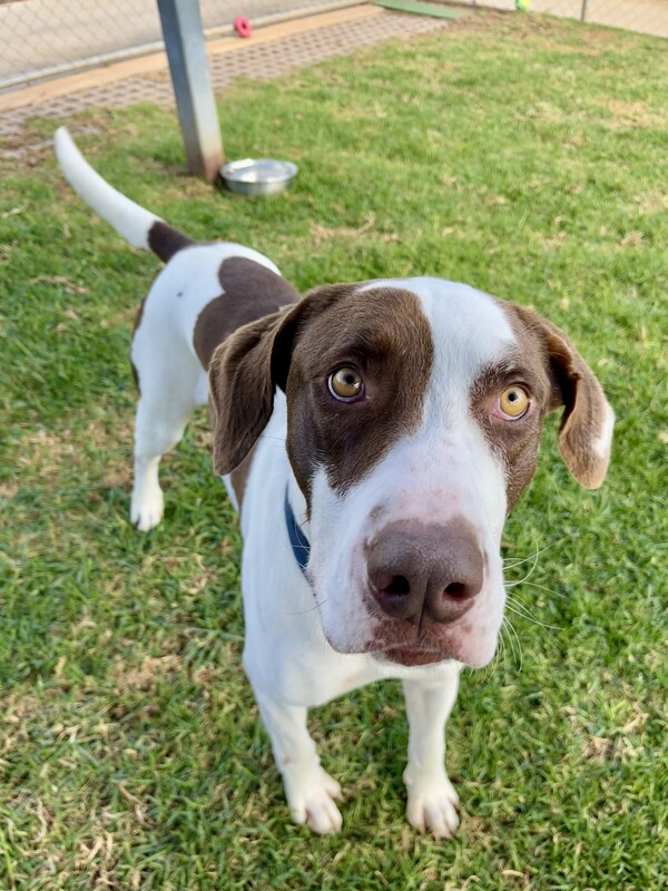 Spud | RSPCA Adopt a pet