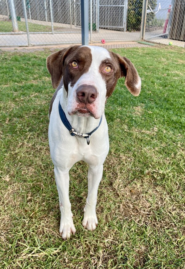 Spud | RSPCA Adopt a pet