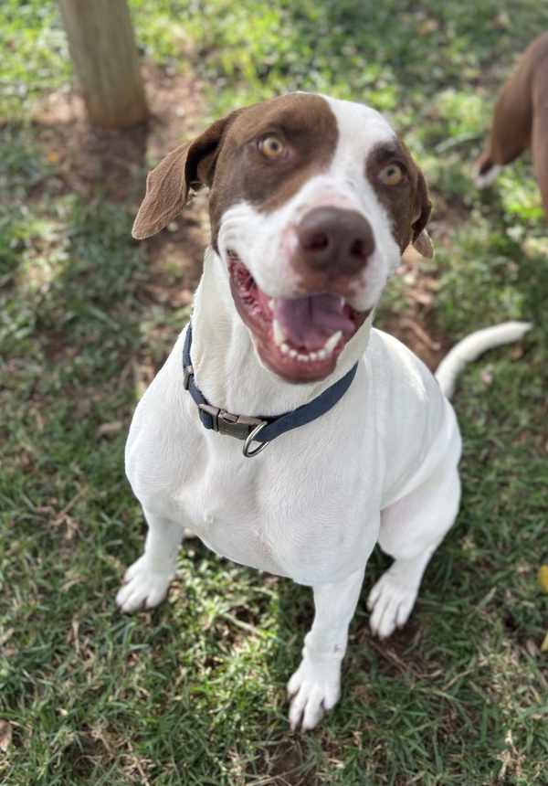 Spud | RSPCA Adopt a pet