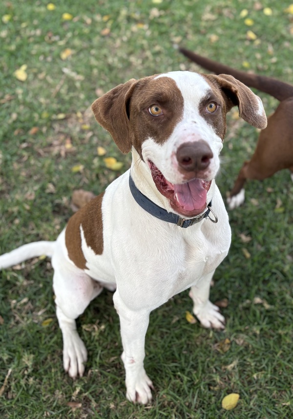 Spud | RSPCA Adopt a pet