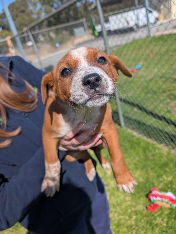 Peach | RSPCA Adopt a pet