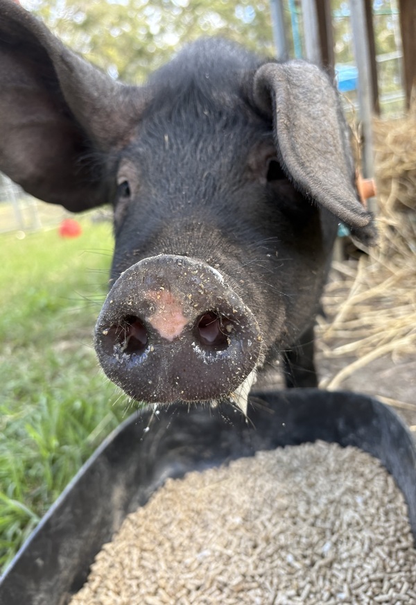 Crumpet | RSPCA Adopt a pet