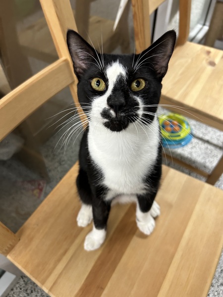 Oreo | RSPCA Adopt a pet