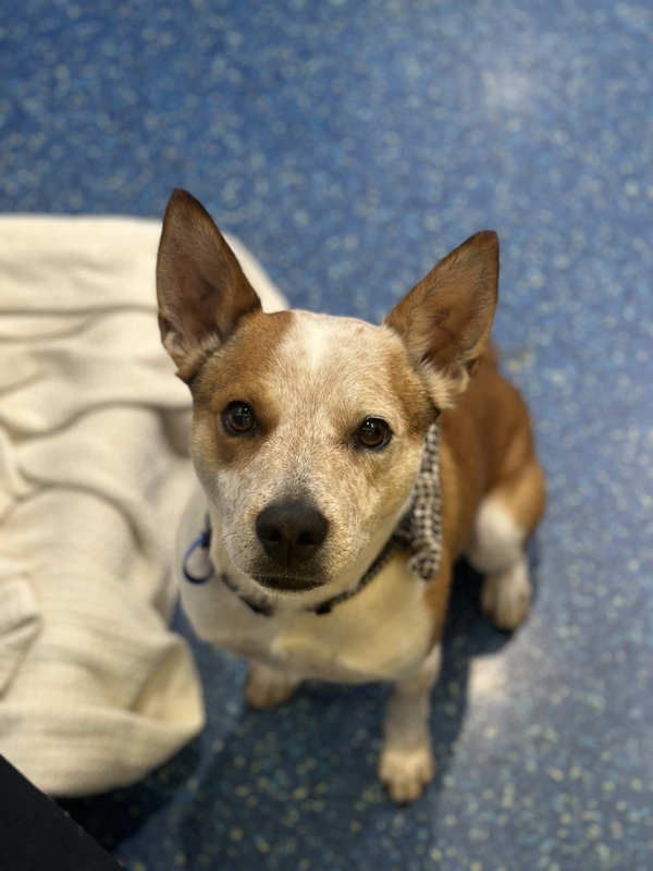 Mate | RSPCA Adopt a pet