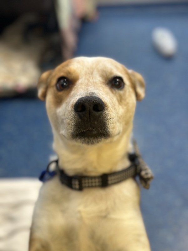 Mate | RSPCA Adopt a pet