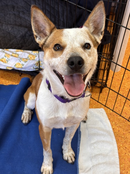 Mate | RSPCA Adopt a pet