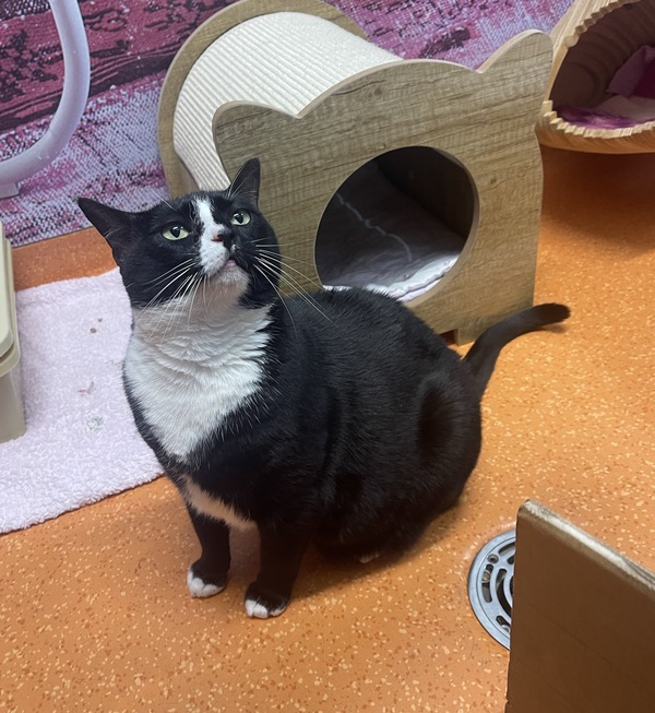 Chloe | RSPCA Adopt a pet