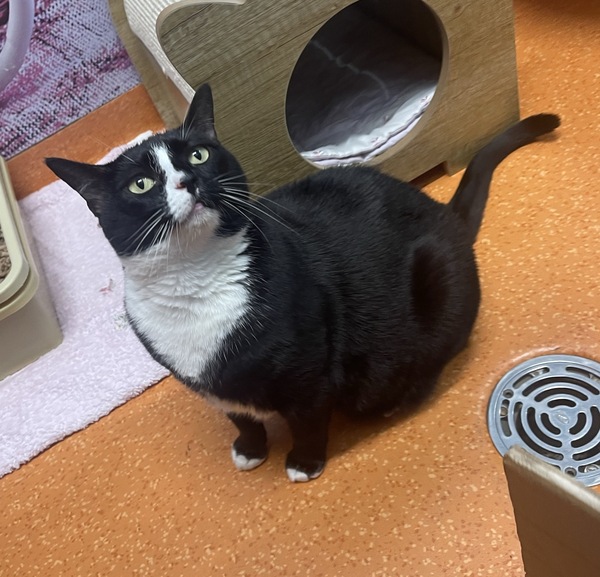 Chloe | RSPCA Adopt a pet