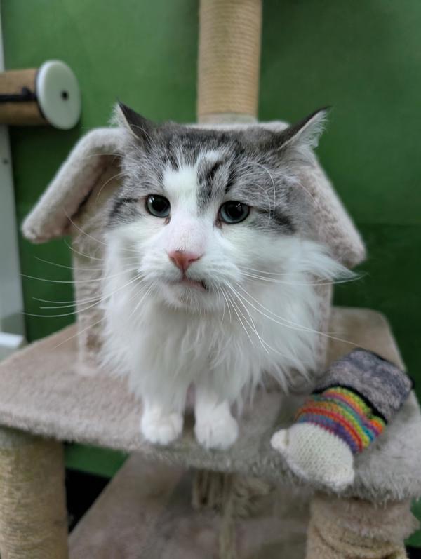 Snags | RSPCA Adopt a pet