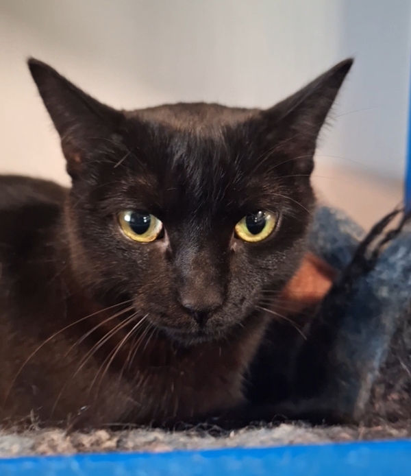 Ruby | RSPCA Adopt a pet