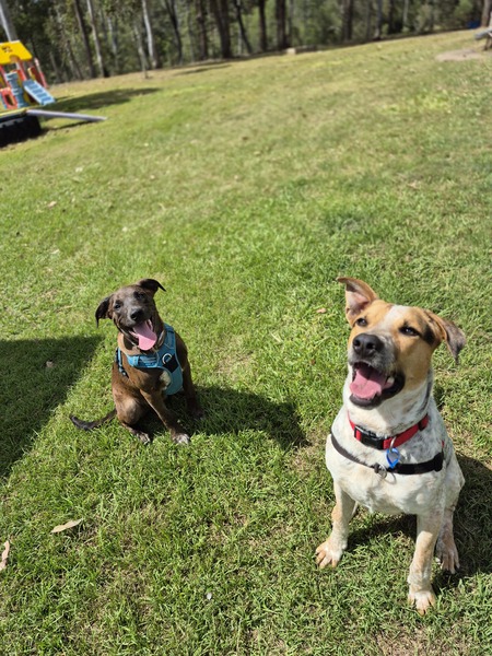 Rusty | RSPCA Adopt a pet