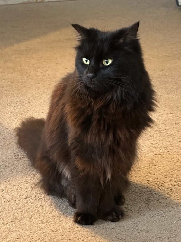 Merlot | RSPCA Adopt a pet