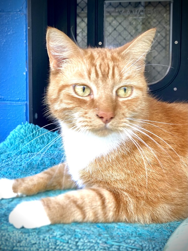 Simon | RSPCA Adopt a pet