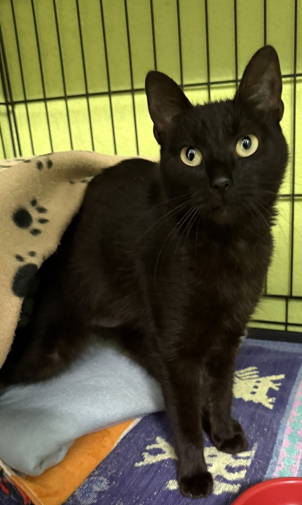 Poot | RSPCA Adopt a pet