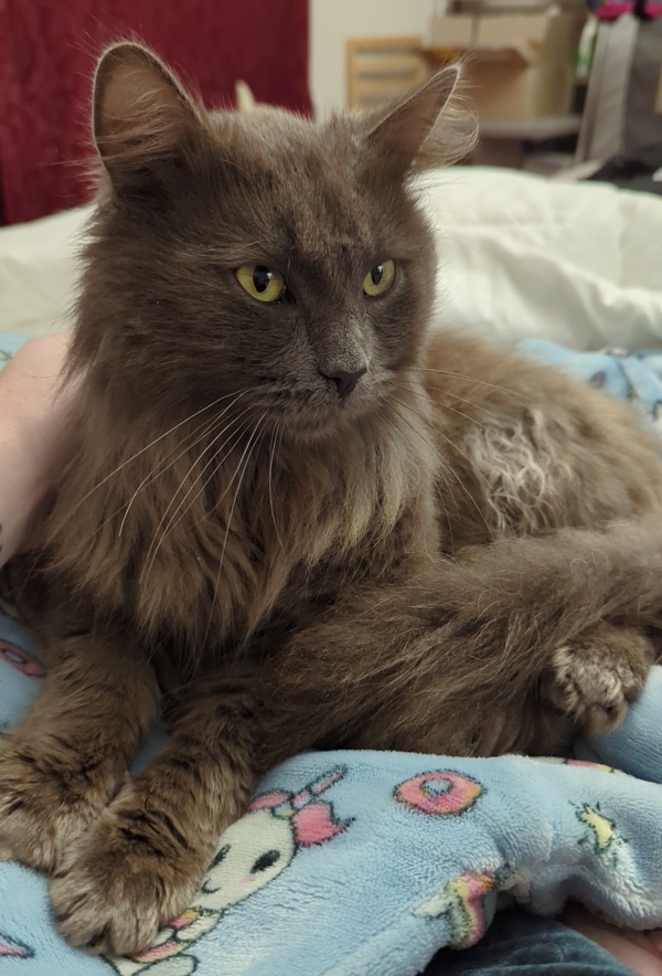 Winston | RSPCA Adopt a pet