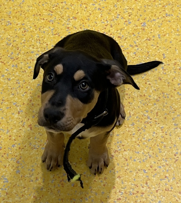 Bru | RSPCA Adopt a pet