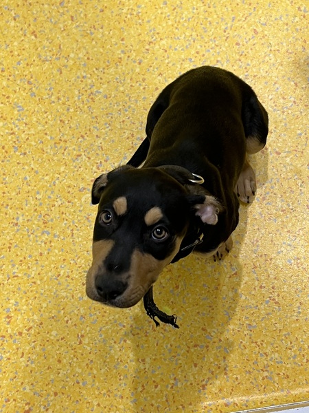 Bru | RSPCA Adopt a pet