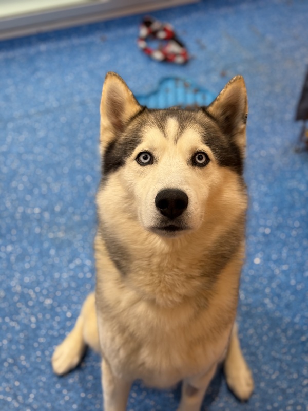 Zigzag | RSPCA Adopt a pet