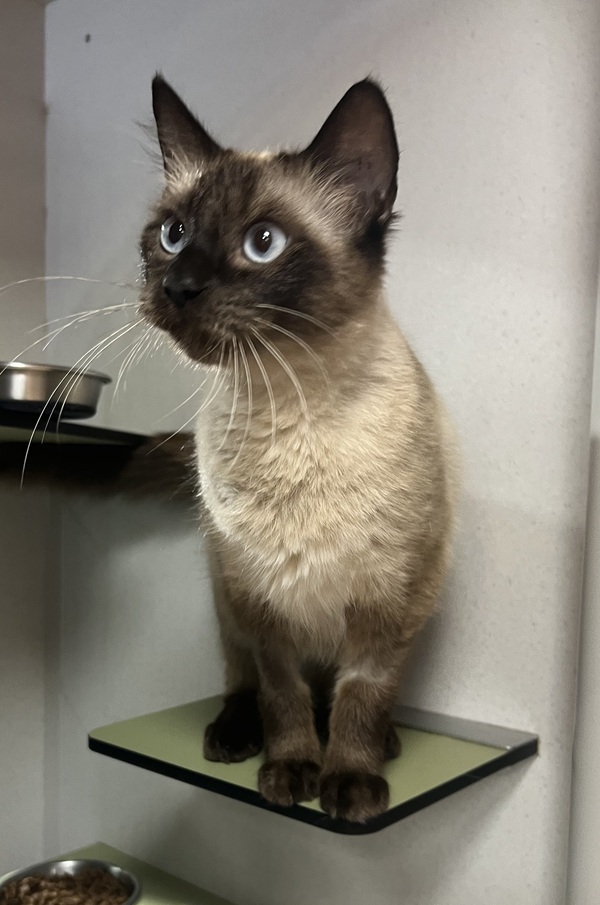 Bernie | RSPCA Adopt a pet