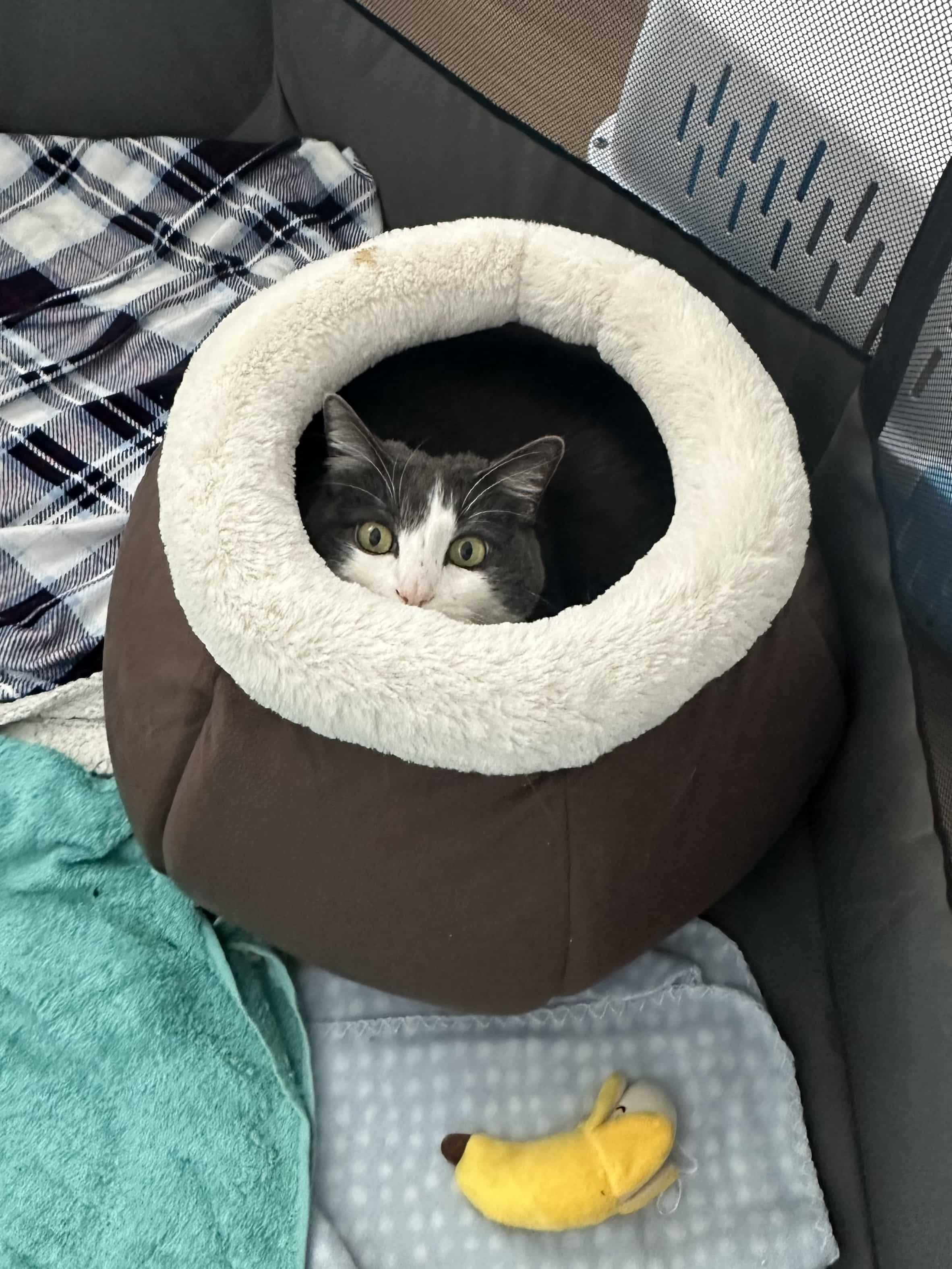 Holly | RSPCA Adopt a pet