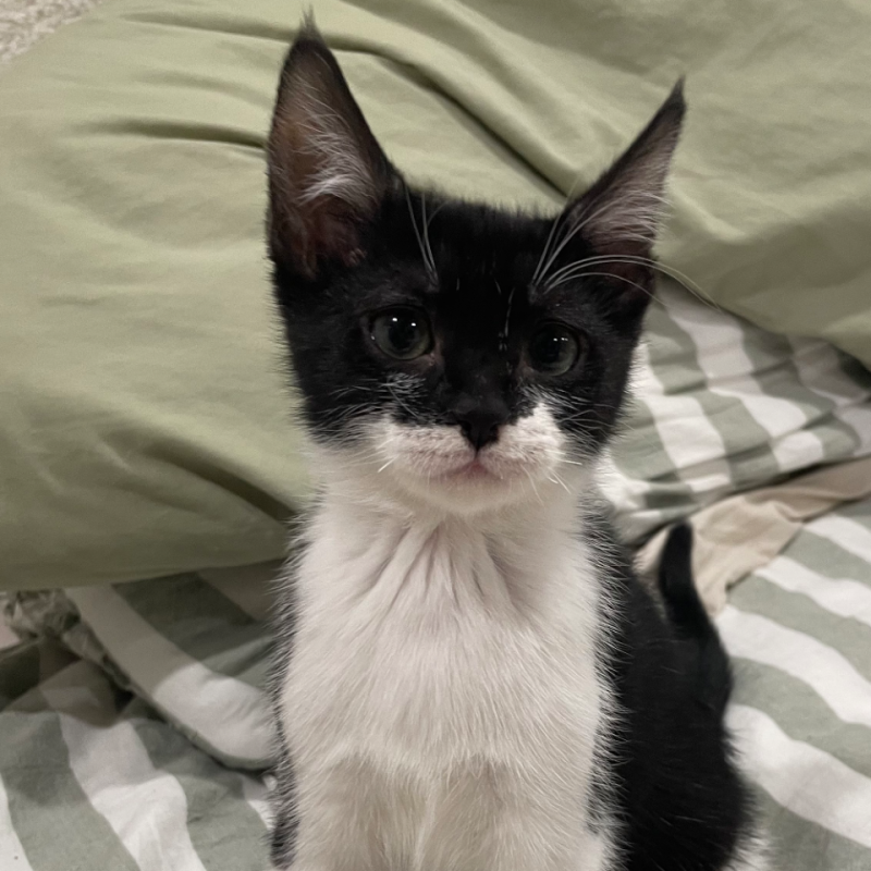 Bellatrix | RSPCA Adopt a pet